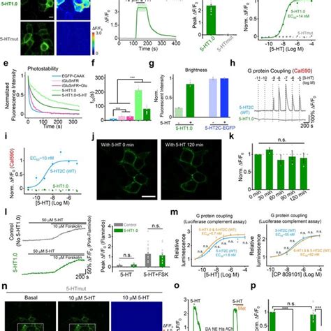 Sequence Alignment Of Cpgfp From 5 Ht1 0 Sensor Sfgfp And Mclover3 A Download Scientific