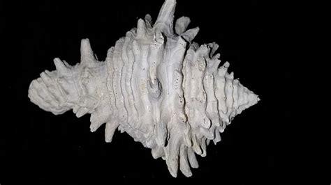 Large Florida Fossilized Fossil Vase Sea Shell Fossilized Gasstropod