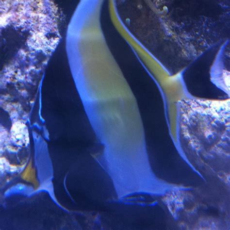 Photo 3 My Morish Idol Naso Tang Blue Regal Tang 2 Ye