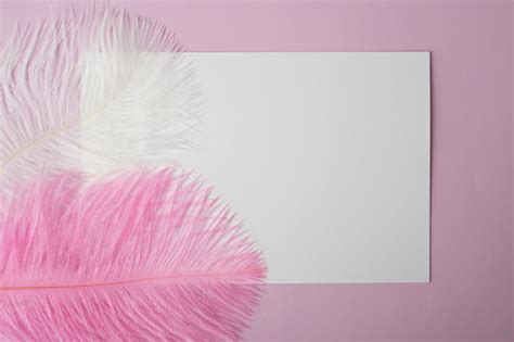 카드 모형과 깃털 부드러움이 느껴지는 엽서 제품에 딱 맞습니다 가벼운에 대한 스톡 사진 및 기타 이미지 가벼운 공란 공중 Istock