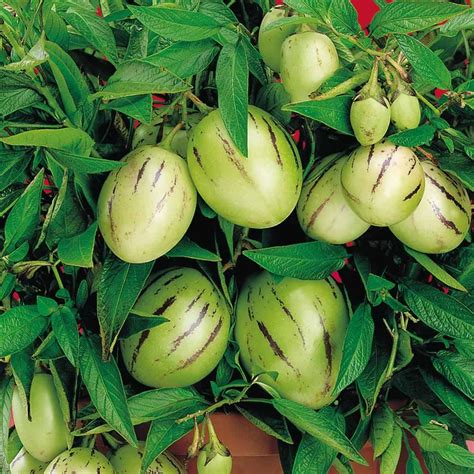 Pepino Melon Fruit Plant Solanum Muricatum Veliyathgardens
