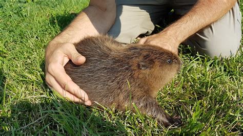 Junger Biber Konnte Gerettet Werden Monatsrevue