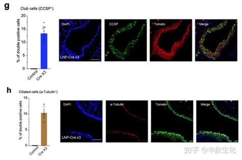 李博文等开发新型lnp载体，吸入后可实现对肺部的高效mrna递送及基因编辑 知乎