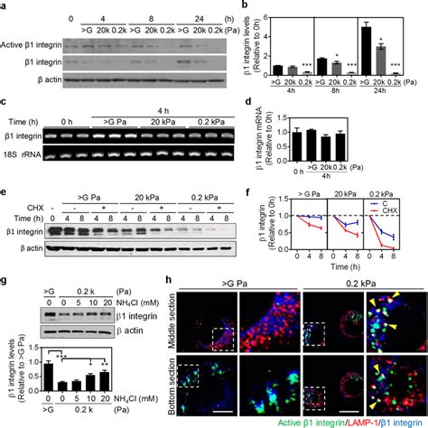 Soft Matrix Downregulates β1 Integrin Via Lysosome Mediated Protein