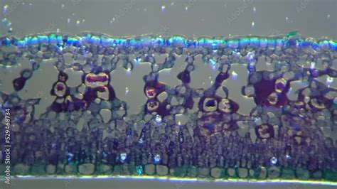 Jasminum Nudiflorum Leaf Filmed Under Microscope 200x In Transversal