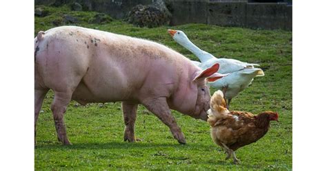 На 11 април ще бъде отворена мярка 14 Хуманно отношение към животните Български Фермер