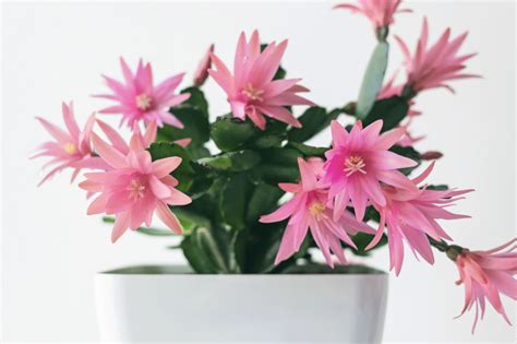Easter Cactus Care And Bloom Tips For This Springtime Beauty