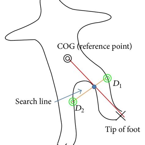 Convex Points In Different Postures A Lying B Standing And C Download Scientific