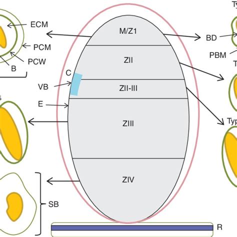 Internal Nodule Structure And Stages Of Bacteroid Differentiation Download Scientific Diagram