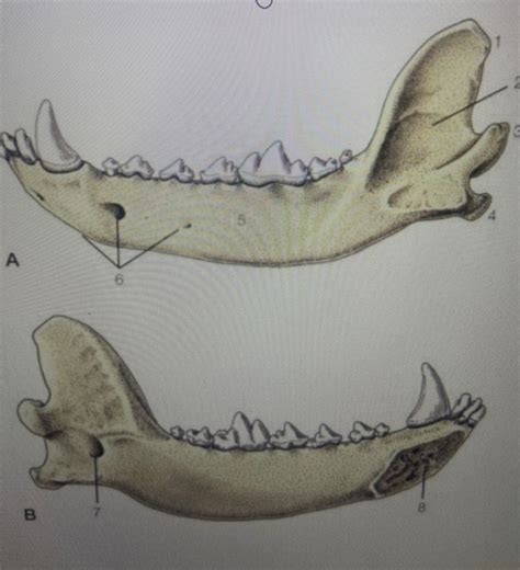 Mandibula Of Dog Left Diagram Quizlet