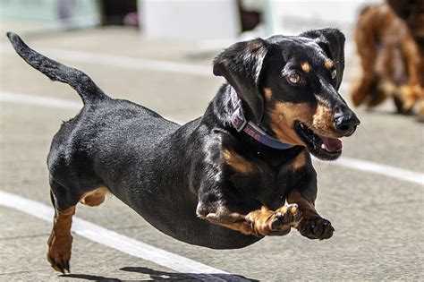 Fastest Wiener In The West Crowned At Wiener Nationals