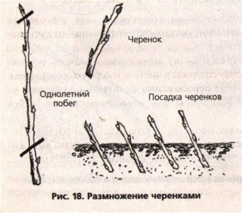 Форзиция в ландшафтном дизайне: фото, видео, уход и посадка