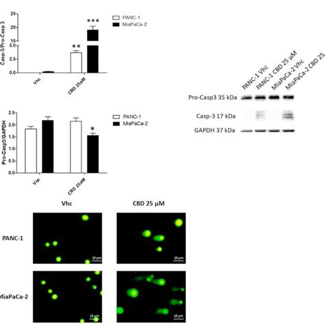 Cbd Induced Apoptotic Cell Death In Pdac Cell Lines Pdac Cell Lines Download Scientific