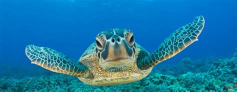 JQuery DnSlide Coverflow Carousel Demo