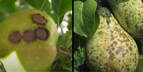 Можно ли есть яблоки и груши с темными пятнами А варить из них варенье Рассказывает специалист