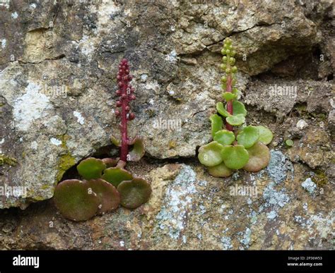 Navelwort Umbilicus Rupestris Red And Green Form Growing In Rock