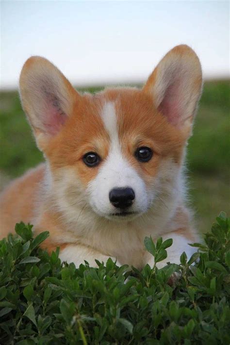 Вельш корги самые милые щенки