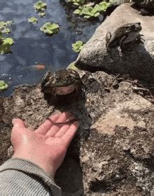 Frog Jump S Tenor