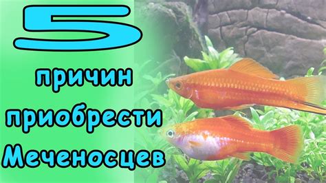 5 причин завести Меченосцев 5 причин купить Меченосца - YouTube