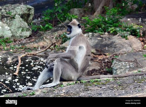 Tufted Gray Langur Coromandel Sacred Langur Südliche Hanuman Langur