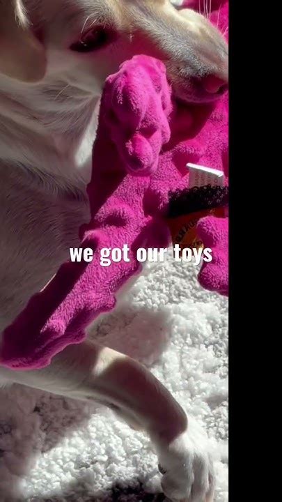 Do Cats and Dogs Share Toys? - YouTube