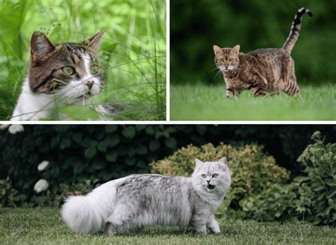 Find Your Feline Friend With A Cat Gps Tracker