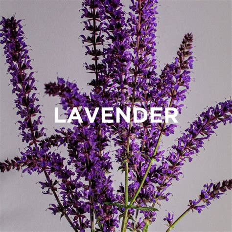 Reed Diffuser Lavender Patchouli By Holistic London
