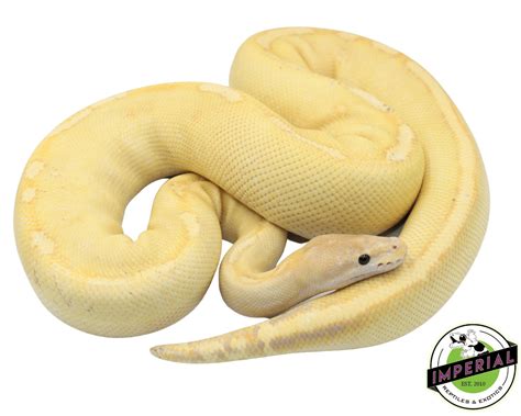 Banana Champagne Ball Python Adult For Sale Imperial Reptiles Imperial Reptiles And Exotics