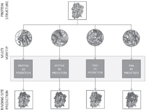 Figure 1 From A Holistic In Silico Approach To Predict Functional Sites