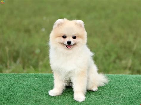 Boxer Köpek Irkı Özellikleri Elit Yavru