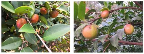Detection Of Camellia Oleifera Fruit In Complex Scenes By Using Yolov7 And Data Augmentation