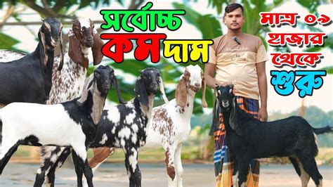 সর্বোচ্চ কমদামে উন্নত জাতের ছাগল কিনুন। সুমন ভাইয়ের বাণিজ্যিক খামার থেকে। Youtube