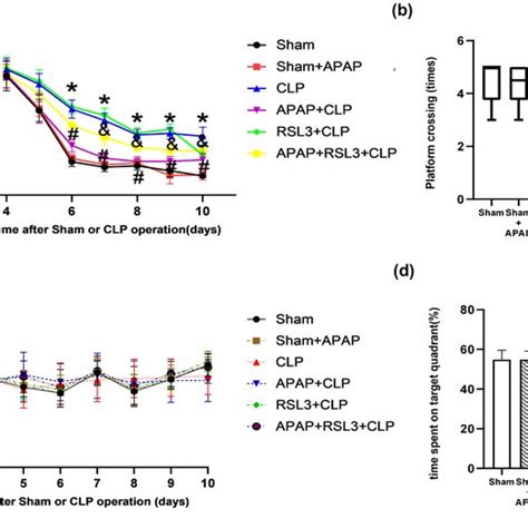 rsl3 reverses the improved cognitive function of septic mice with apap