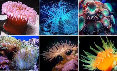 Difference Between Polyp And Medusae With Comparison Chart Bio