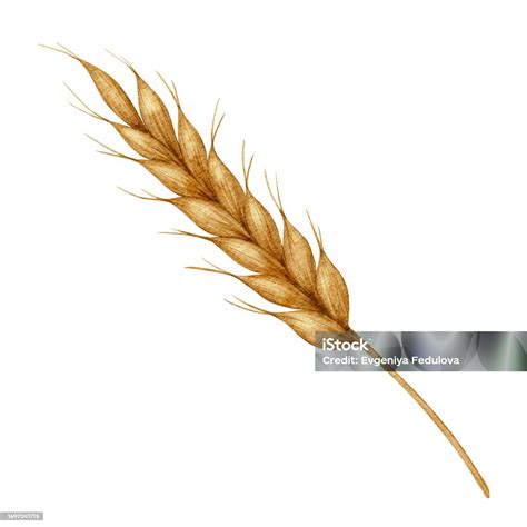 밀의 귀 시리얼 귀 빵집 농장 음식 개념 수채화 그림입니다 격리 베이킹 재료 빵집 상품 카드의 상표 그리고 포장의 디자인을 위해 가을에 대한 스톡 벡터 아트 및 기타 이미지