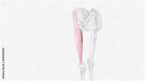Left Iliotibial Tract 3d Medical Stock Video Adobe Stock