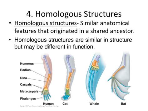 Give Examples Of The Following Homologous Structures