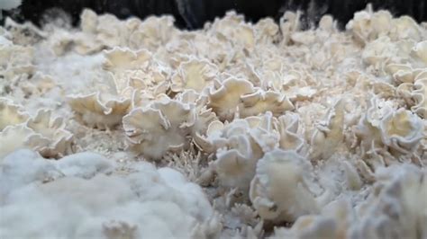 Time Lapse Of Enigma Cubensis Fruiting R Magicmushrooms