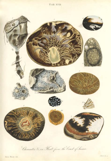 Bonhams Sussex Geology Dixon Frederick The Geology And Fossils Of