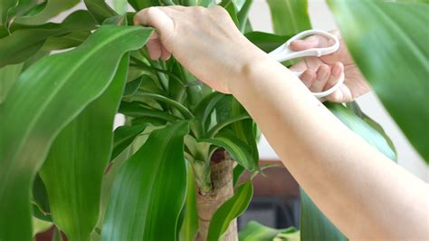 봄맞이 식물 잎 정리 점심메뉴 계란말이 동네 벚꽃 구경 봄비 Youtube