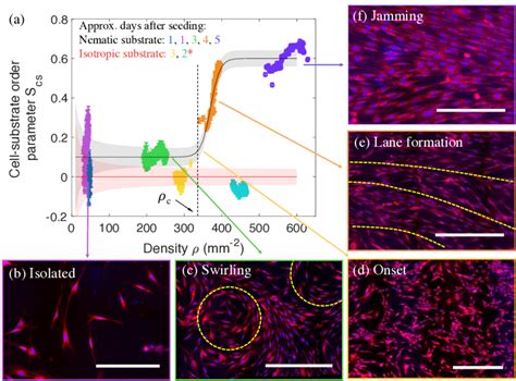A Evolution Of The Cell Substrate Order Parameter S Cs With Cell