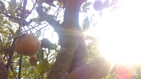 Exploration Of Photo Orange Tree On Behance