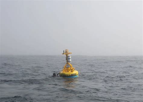 Alexandria Taylor On Linkedin Saving Whales From Ship Collisions With Warnings And Letter Grades