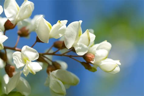 Белая акация фото (много красивых изображений) - artshots.ru