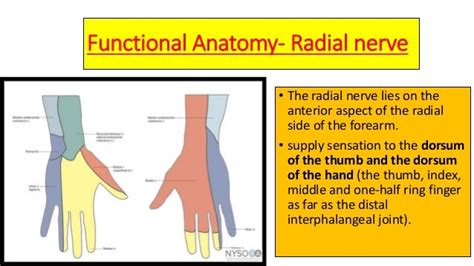 Peripheral Nerve Block Ankle Block Wrist Block Digital Block