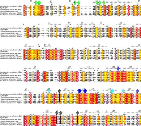 structure based sequence alignment of sphphr97 the alignment was done