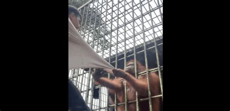 مزاح وسخرية مع قرد من فصيلة إنسان الغاب يتحول إلى فاصل رعب شديد