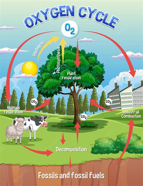 Premium Vector Oxygen Cycle Diagram For Science Education