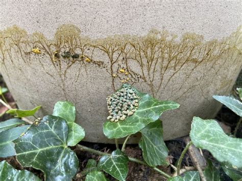 Physarum Physaraceae Image 50993 At