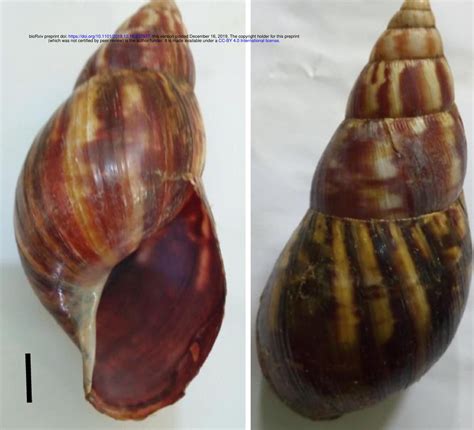Figure 1 Shell Morphology Radula And Genital Structures